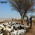 Grazing reserves: a panacea to the farmers-herders crisis in Nigeria